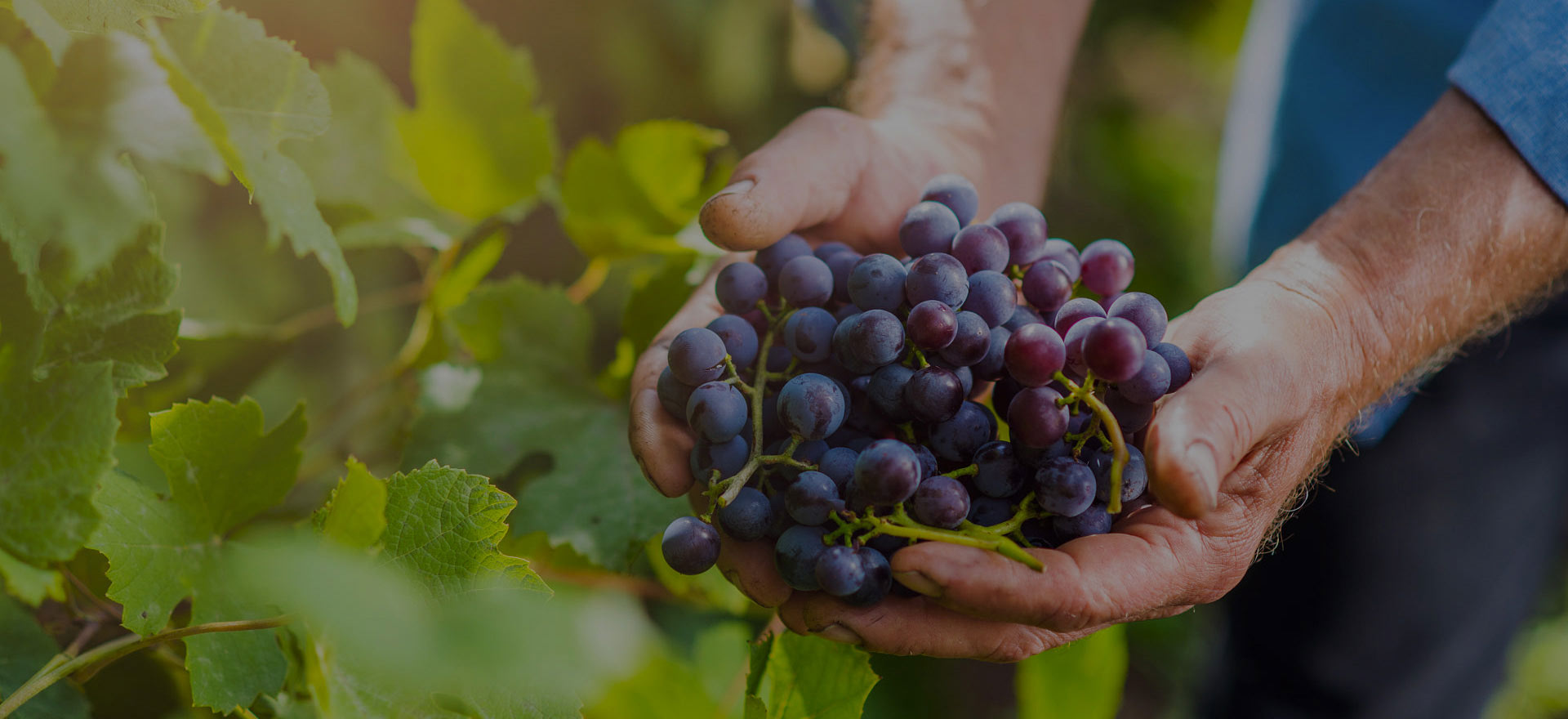 Wine Butler In Toronto, Mississauga, Kitchener & London